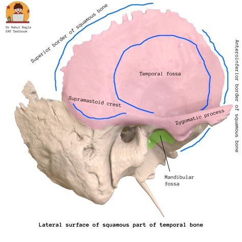 Anatomy Of Temporal Bone Best Anatomy Notes Lecture Ppt Pdf