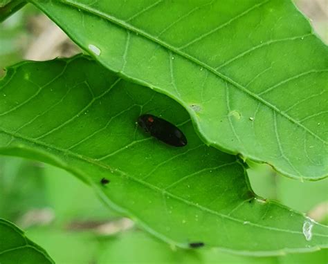 Elateriform Beetles In July 2022 By Alberto Alcalá · Inaturalist