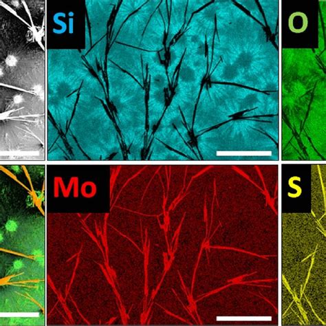 A Cvd Process Set Up Of Mos2 Moo2 Heterostructure Using A Tube Download Scientific Diagram