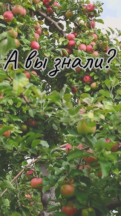 Интересные факты о Властелине колец Youtube