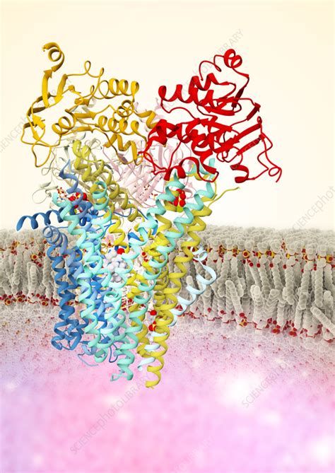 Repaglinide Antidiabetic Drug Action Illustration Stock Image C0592733 Science Photo Library