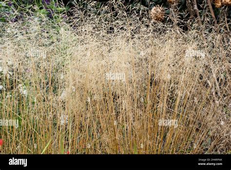 Deschampsia Cespitosa Golden Veil Tufted Hair Grass Goldschleier In