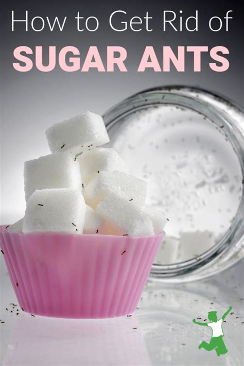 How To Get Rid Of Sugar Ants Healthy Home Economist