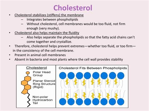 Ppt Cell Membrane Structure Function And Cell Transport Ms Kim Honors Biology Powerpoint