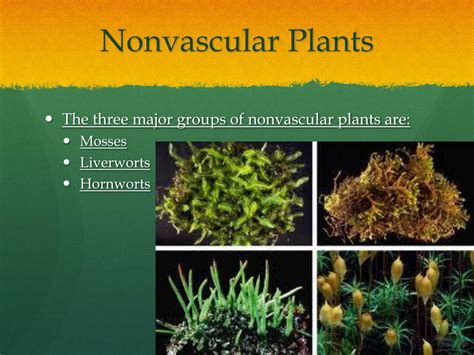 Nonvascular Plant Definition Examples Life Cycle