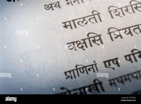 Macro Close Up A An Example Of A Sanskryt Text Devanagari Script Kavya