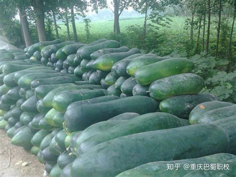 冬瓜西瓜南瓜为什么就没有北瓜其实你早就吃过了 知乎