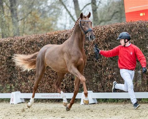 Viva Gold Old Deckhengst 2 Exklusive Videos Pedigree Ergebnisse