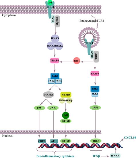 Schematic Representation Of The Malmyd88 And Tramtrif Mediated