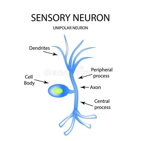 Understanding The Anatomy Of A Unipolar Neuron A Comprehensive Diagram