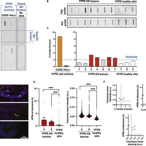 Isolation Of Genomic Dna From Ffpe Sections Example Of Ffpe Sections Download Scientific