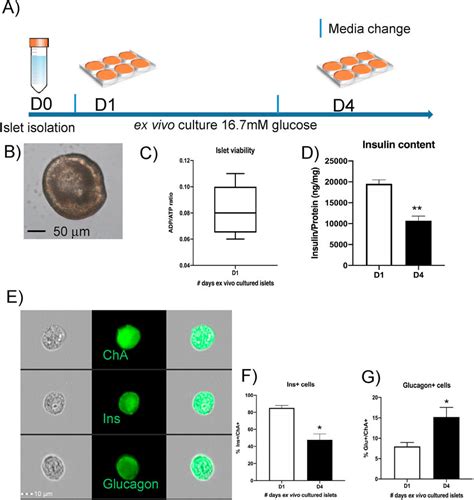 Isolated Human Islets When Cultured Ex Vivo For 4 Days Showed The Key Download Scientific