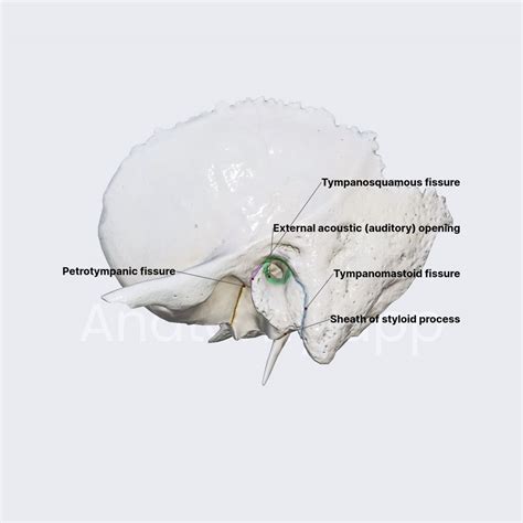 Tympanic Part Of Temporal Bone Anatomy App