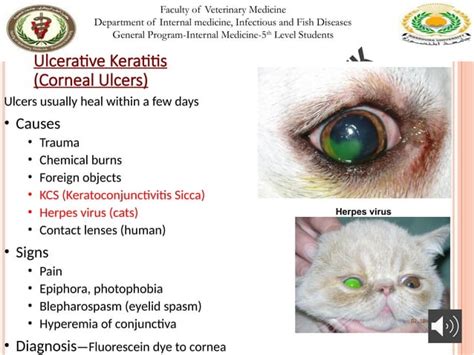 Corneal Ulcer Types Diagnosis And Treatment In Animalspptx