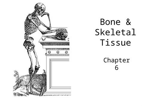 ppt bone and skeletal tissue chapter 6 functions of the skeletal