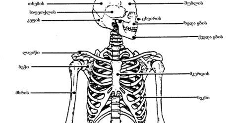 ბიოლოგიის კურსი აბიტურიენტთათვის ჩონჩხი