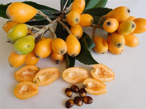 Daleys Fruit Tree Blog Loquat Fruit Trees Grafted Vs Seedling