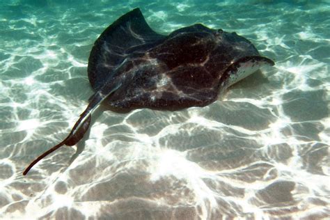 Rochen Foto And Bild Unterwasser Uw Salzwasser Natur Kreativ Bilder