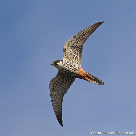 Bbc Blogs Springwatch Wing Tips Identifying Our Birds Of Prey