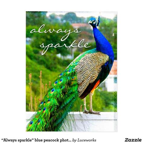 Stylish Blue Green Peacock Photo Always Sparkle Postcard Zazzle