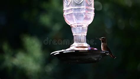Anna S Hummingbird Drinking From Our Feeder Stock Footage Video Of
