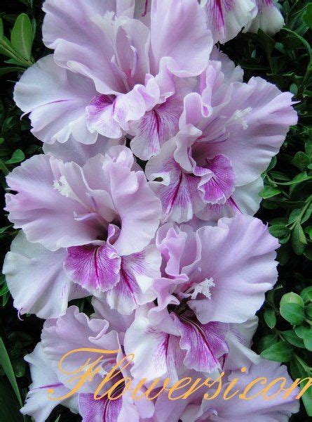 Гладиолус Гостья из Будущего Виноградский Гладиолусы Цветок