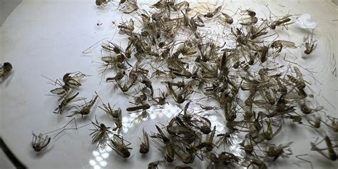 A State Awarded Funds For Citizen Science Project Mosquito Data