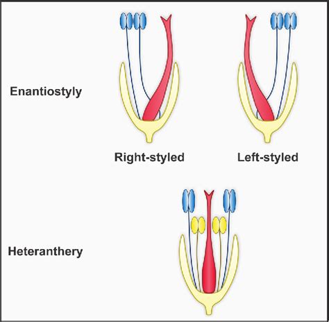 Figure 7 From Towards A Unified Terminology For Angiosperm Reproductive