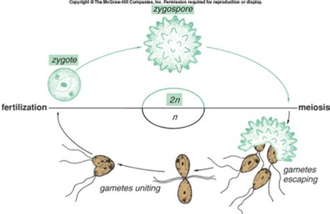 Bot 3015 Ch 18 Flashcards Quizlet