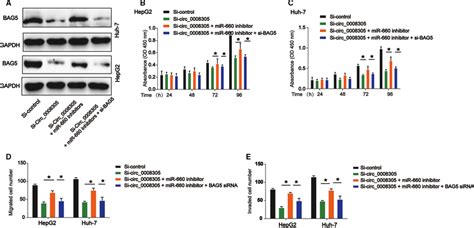 Circ0008305 Regulated Hcc Cell Proliferation Migration And Invasion