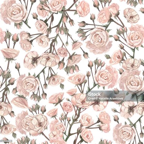 매끄러운 수채화 패턴 식물 그림 꽃 덤불 장미 빈티지 스타일은 흰색으로 분리 된 나뭇잎과 새싹으로 장미를 피웠다 요소 컬렉션 웨딩 카드 생일 엽서 인사말 0명에 대한 스톡