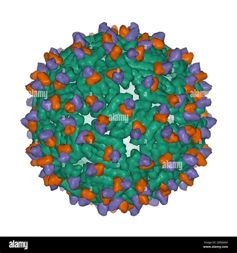 Dengue Fever Virus Structure