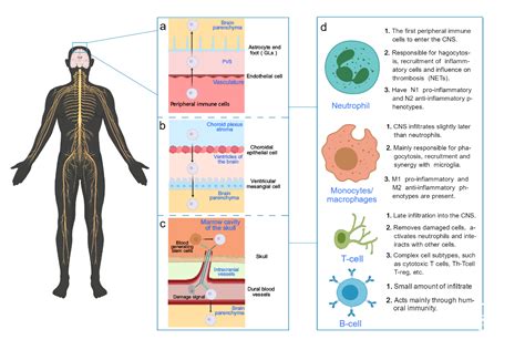 【中国声音】冯华教授团队：中枢神经系统 外周免疫系统交互在缺血性和出血性卒中后继发性脑损伤中的作用 脑医汇