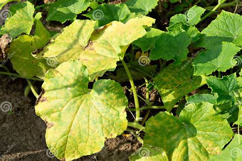 Dry Yellow Spoiled Cucumber Leaves Charged With Downy Mildew Stock