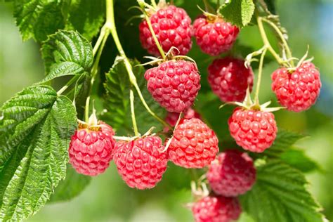 Raspberry Trellis Tips To Grow Them Up High