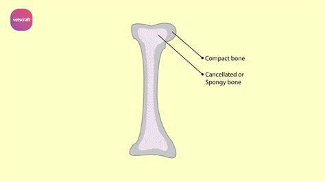 Microscopic Structure Of Compact Bone Bone Matrix