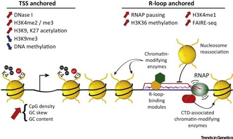 Nascent Connections R Loops And Chromatin Patterning Trends In Genetics
