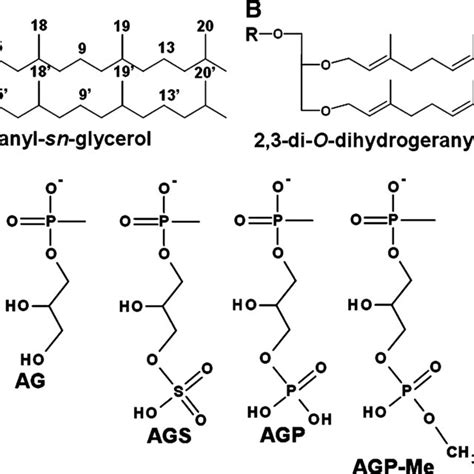 Common Structures Of Archaeal Lipids A Saturated Archaeol B
