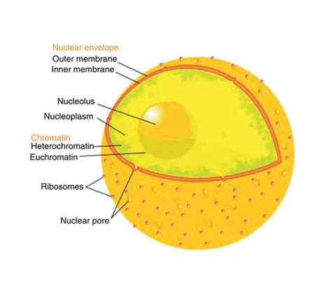 Cell Nucleus Biology LibreTexts