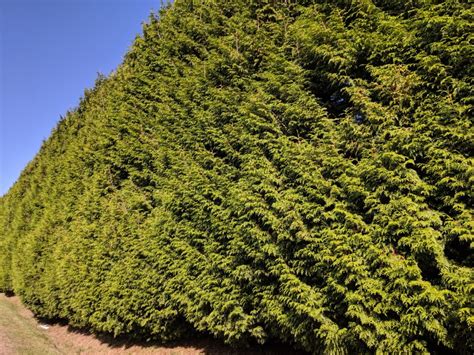 5 Tips For Choosing The Right Tree For Your Hedge Camson Creek Cedars