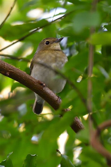 ジョウビタキ雌キビタキ雌 高野山彦