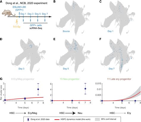 A Time And Single Cell Resolved Model Of Murine Bone Marrow Hematopoiesis Cell Stem Cell
