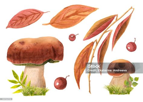 잔디와 단풍이 있는 수채화 의 집합 녹색 허브에 식용 버섯 나뭇 가지와 열매에 붉은 단풍 야생 숲 볼레투스 포르치니 흰색에 고립 로고 메뉴 직물 0명에 대한 스톡 벡터 아트
