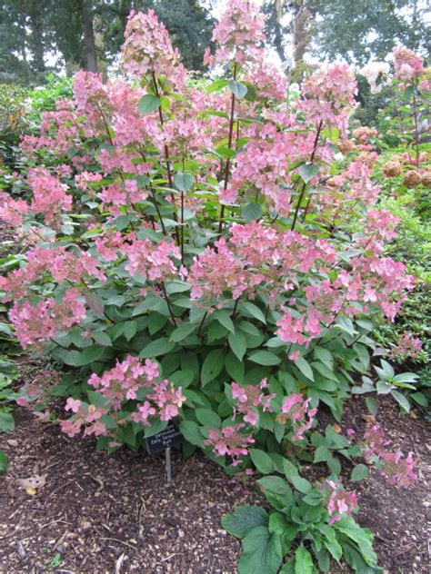 Hydrangea Paniculata Bulk Bulk Hydrangea Care Travaldos Blog