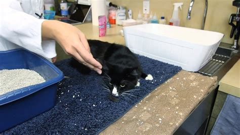 My Cat Is Pulling Her Hair Out In Clumps 2020 Hair Ideas And Haircuts For Women Good Housekeeping