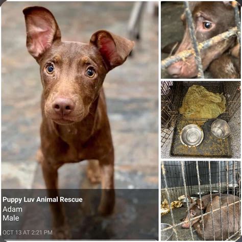 Friends Rescue Pending A5157300 Praline Brindle White Plott Hound