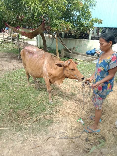 ម្ចាស់បំពក់ភ្នក់ភ្លើងក្បែក្រោលក្របីធ្វេសប្រហែសភ្លើងឆេះរលាកសត្វគោក្របី៥ក្បាលផ្អើលទាំងយប់
