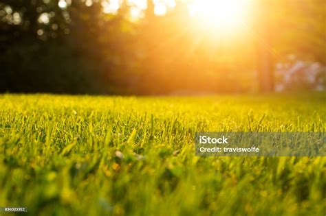 고요한 신선한 잔디 성장 및 물 개념 어머니 자연에 대 한 텍스트에 대 한 공간을 복사 합니다 0명에 대한 스톡 사진 및 기타 이미지 Istock
