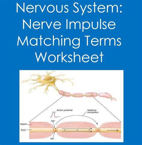 nervous system nerve impulse matching terms physiology ap biology