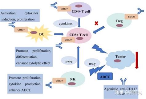 T细胞共刺激靶标：4 1bb 知乎